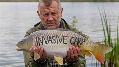 Invasive Carp Threaten Australian Waterways With 375m Fish