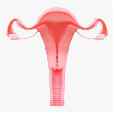 Female Reproductive System Section 3d Model Bundle