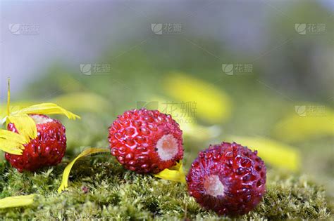 绿苔上的野草莓