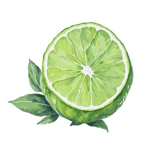 Premium Vector Watercolor Vector Lime Fruits Clipart Editable White