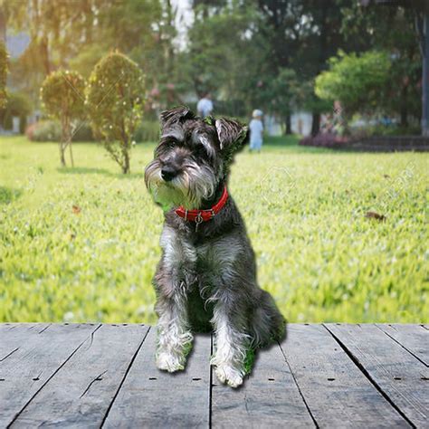 Schnauzer Sal Y Pimienta