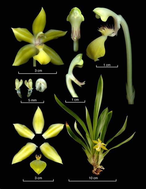The Global Orchid Taxonomic Netwotrk Orchidée