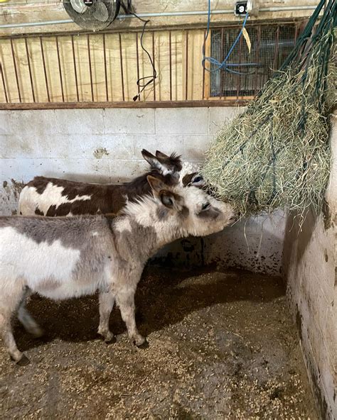 Gerhart Farm Gerhart Farm • Instagram Photos And Videos
