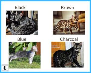 Bengal Cat Colors And Patterns