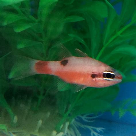 Flame Cardinal Apogon Maculatus