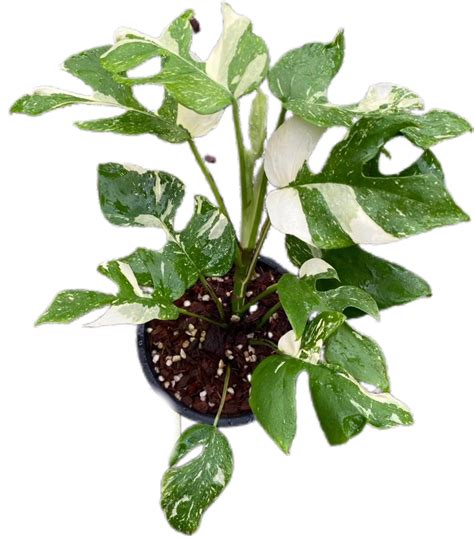 Rhaphidophora Floristapearl Garden