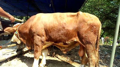 24 Info Top Sapi Besar