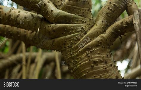 Peculiar Prickly Tree Image And Photo Free Trial Bigstock