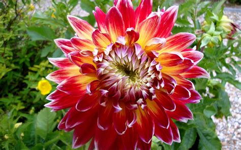 Download Nature Flower Hd Wallpaper