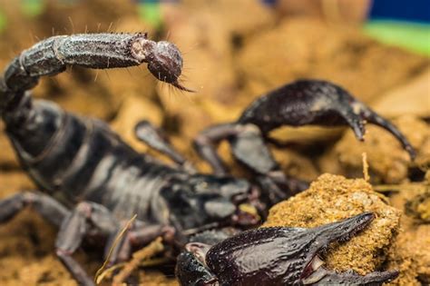Premium Photo Macro Image Of The Stinger Of A Scorpion