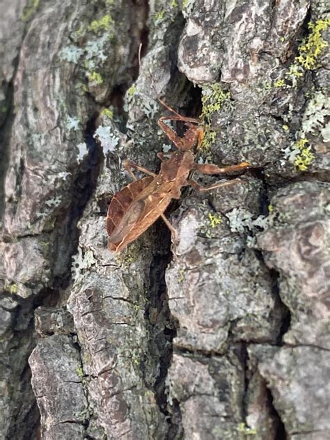 Assassin Bug Rentomology