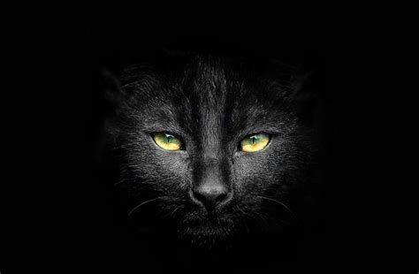Beautiful Dark Cat Wallpapers Top Free Beautiful Dark Cat Backgrounds