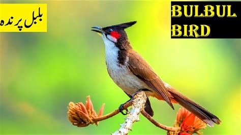 Bulbul Bird Bulbul Bird Ki Zindagi Jungle Ki Zindagi Youtube