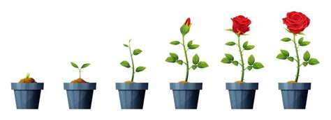 Ilustração Do Ciclo De Vida Da Flor Rosa Vermelha