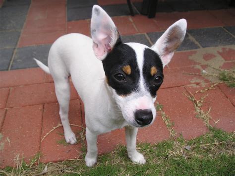 Tenterfield Terrier Greatdogsite