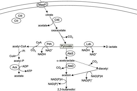 Malo Lactic Bacteria In Winemaking Winemaking Basics And Applied Aspects