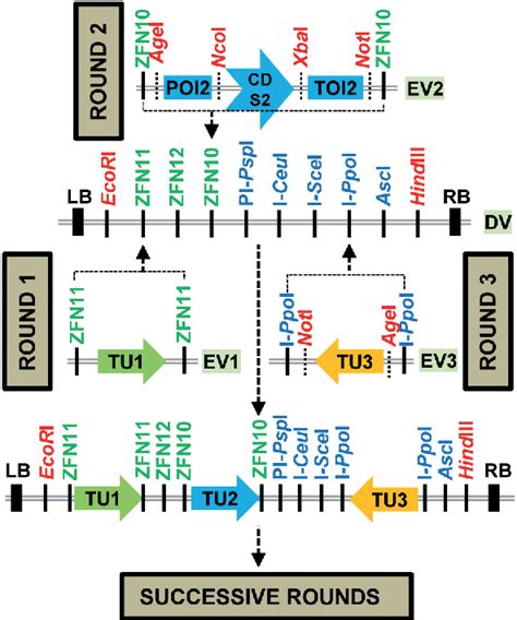 Figure 1 From Design And Development Of Modular Dna Assembly Tools For