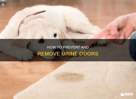 How To Prevent And Remove Urine Odors Medshun