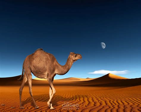 سفينة الصحراء مستقل