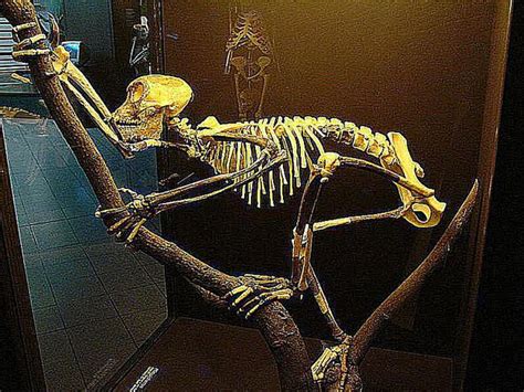 Pictures And Profiles Of Prehistoric Primates