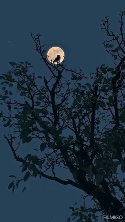 ️گوینده پویان صالحی ️شاعر حافظ Youtube