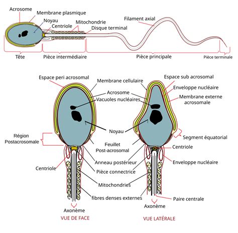 Filecomplete Diagram Of A Human Spermatozoa Frsvg Wikimedia Commons