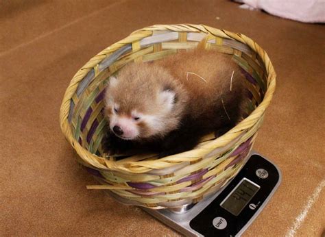 Red Panda Bear Cubs