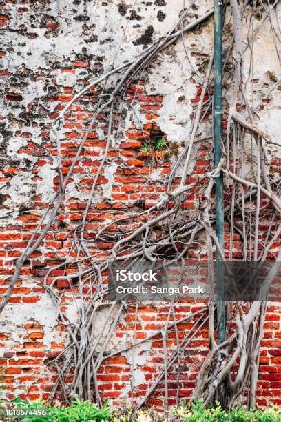 Gaya Vintage Batu Bata Tua Dan Latar Belakang Dinding Akar Di Anping Fort Zeelandia Di Tainan