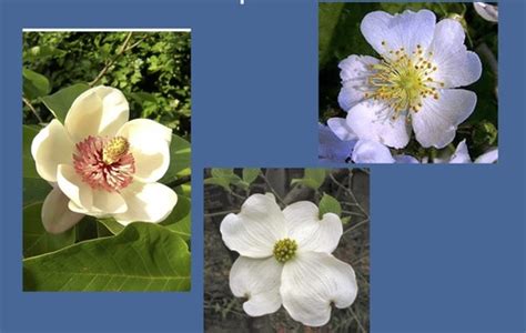 Botany Exam 2 Flashcards Quizlet