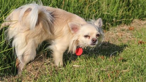 Why Do Some Dogs Squat To Pee
