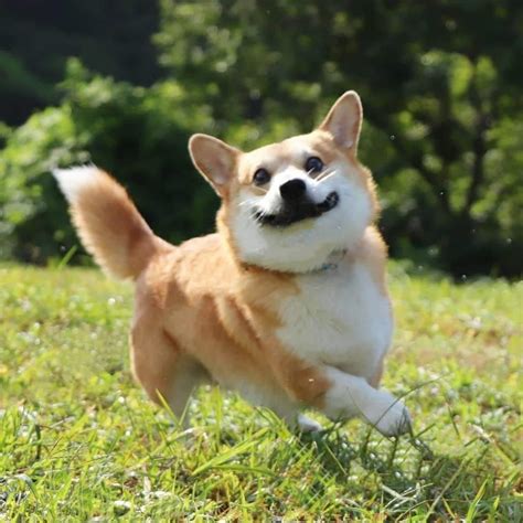 Corgially Invited To Marvel At Corgi Elegance At Its Finest Artofit