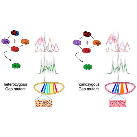 Functional Analysis Of The Drosophila Eve Locus In Response To Non