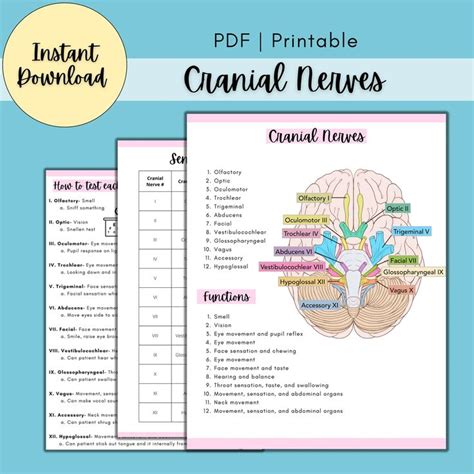 Cranial Nerves Chart Assessment Cheat Sheet 2020 Nurseslabs