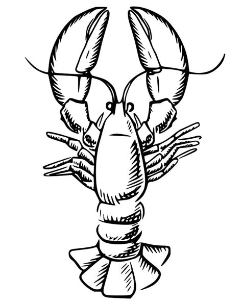 Tô Màu Con Tôm Hùm Tranh Tô Màu Cho Bé