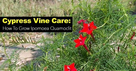 Cypress Vine Care How To Grow Ipomoea Quamoclit