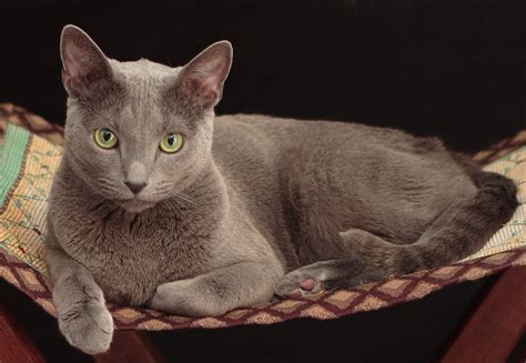 Russian Blue Cat Breed Facts Health Personality And Health Issues