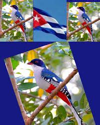 El Tocororo Proclamado Como El Ave Nacional De Cuba Por Su Amor A La