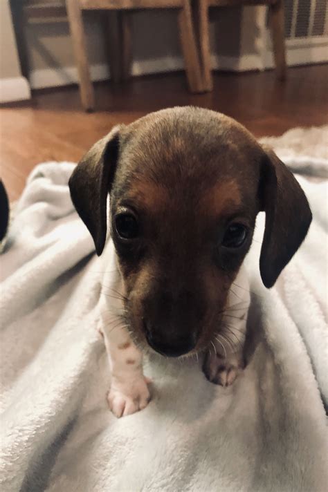 Mini Doxie Puppies Dynamictatka