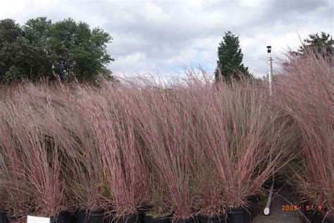 Broomsedge Native Gardeners