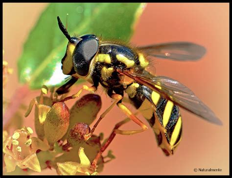 Mundo Diminuto Chrysotoxum Intermedium