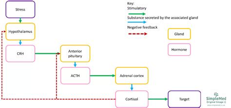 3 The Adrenal Glands And Adrenal Disorders Simplemed Learning