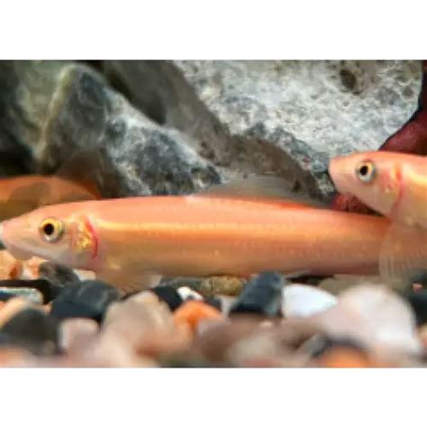 Topick Aquarium Golden Algae Eater