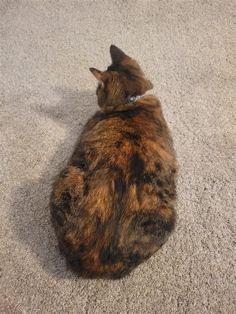 Round Loaf Scrolller Round Loaf Scrolller