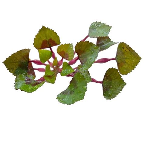 Trapa Natans Aber Aquatic Είδη Ενυδρείων