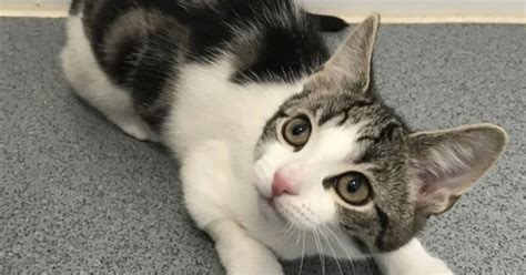 Zbulohet Macja E Parë Pa Organet Riprodhuese Lifestyle