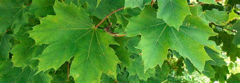 Norway Maple Tree Problems How To Handle This Tree Type