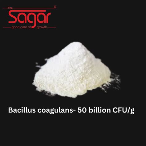 Bacillus Coagulans 50 Billion Cfug At ₹ 2500kg Hay Bacillus In