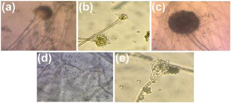 Microorganisms Under Light Microscope Aspergillus Flavus A Download Scientific Diagram