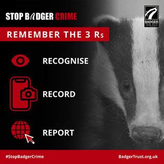 Latest Badger Trust News About Badgers Badger Trust