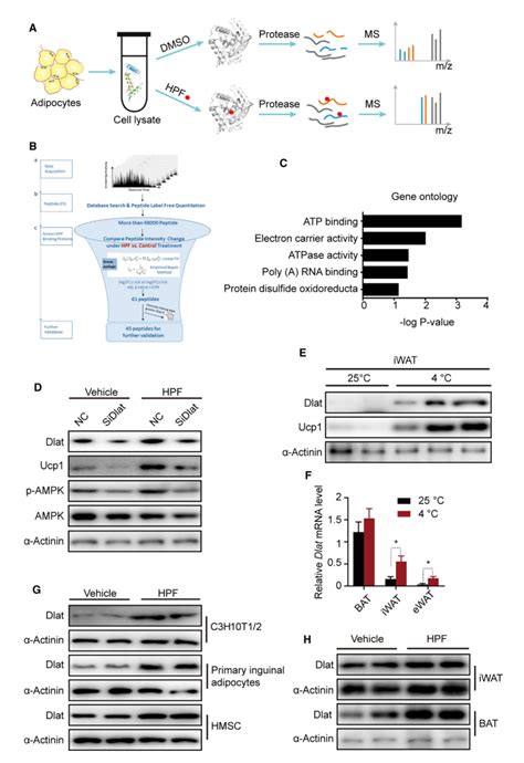 Target Identification And Validation Service Mtoz Biolabs